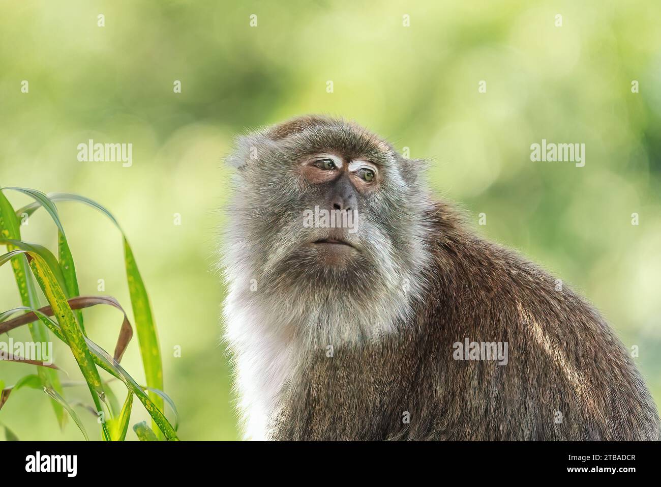 Crab-eating Macaque face (Macaca fascicularis Stock Photo - Alamy