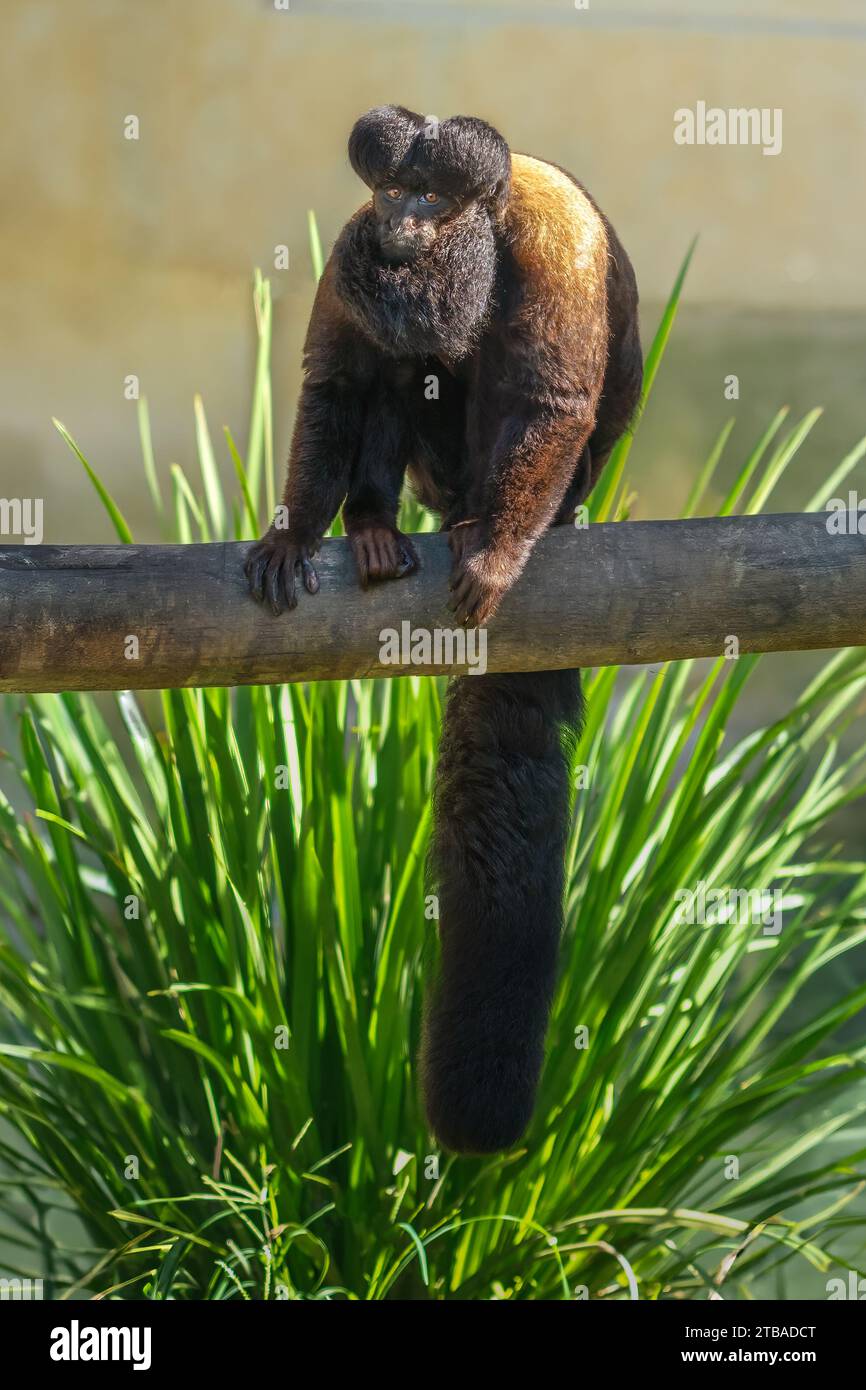 Utahicki hi-res stock photography and images - Alamy