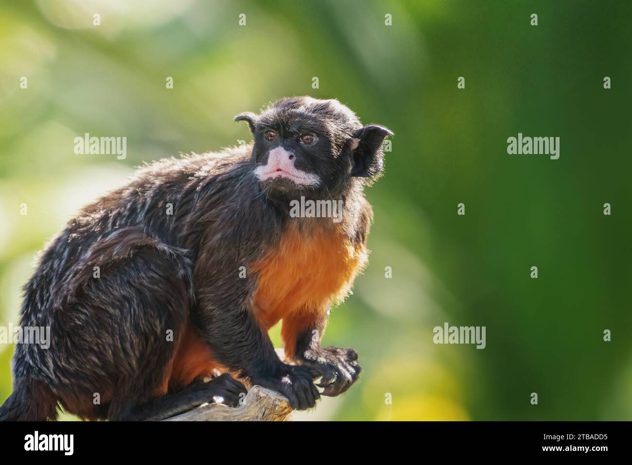White-lipped tamarin (Saguinus labiatus) - New World Monkey Stock Photo ...