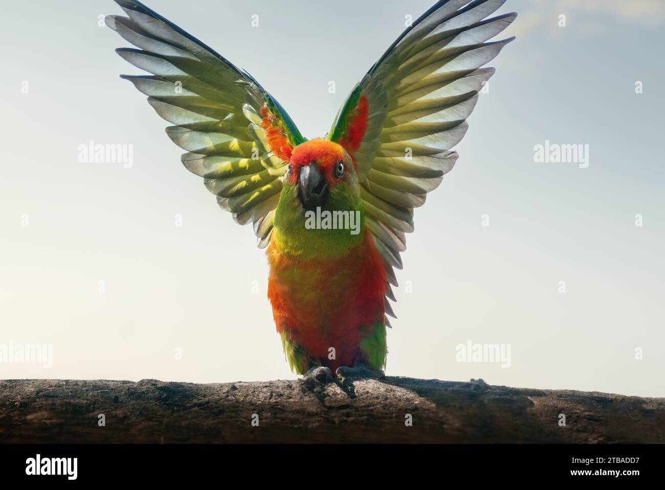 Parrot open wings hi-res stock photography and images - Alamy