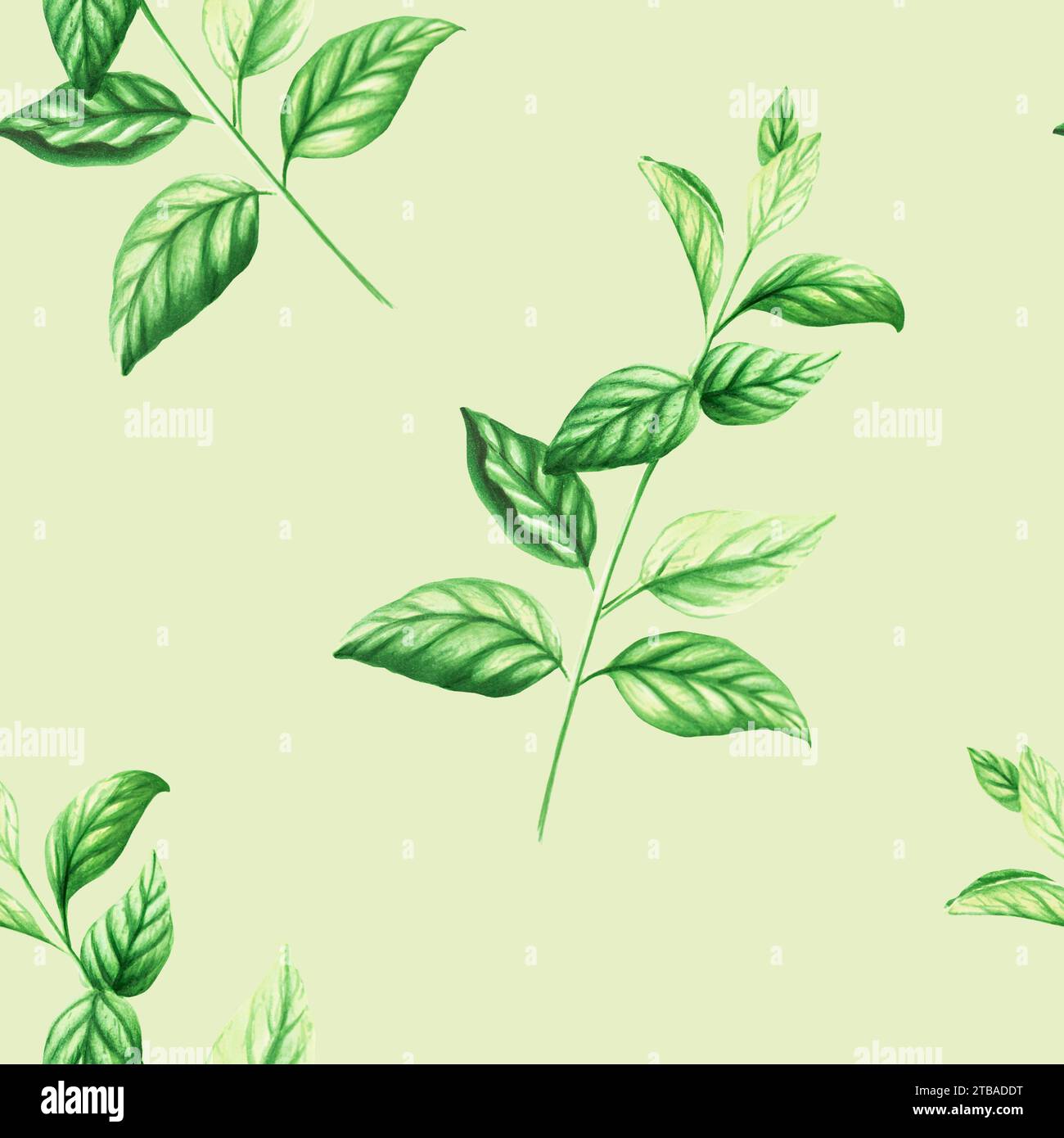 Watercolor seamless pattern of fresh peppermint leaves isolated on ...