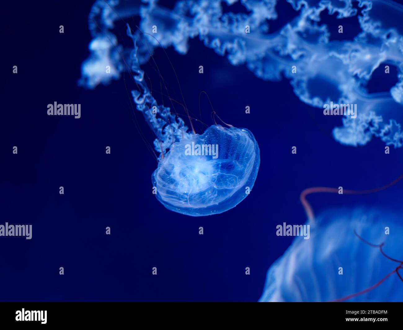 Chrysaora plocamia hi-res stock photography and images - Alamy