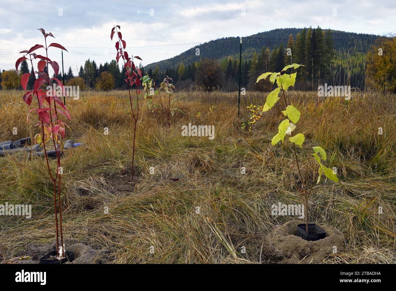 Tree planting by Forestoration at Vital Ground Broadie Habitat Preserve ...