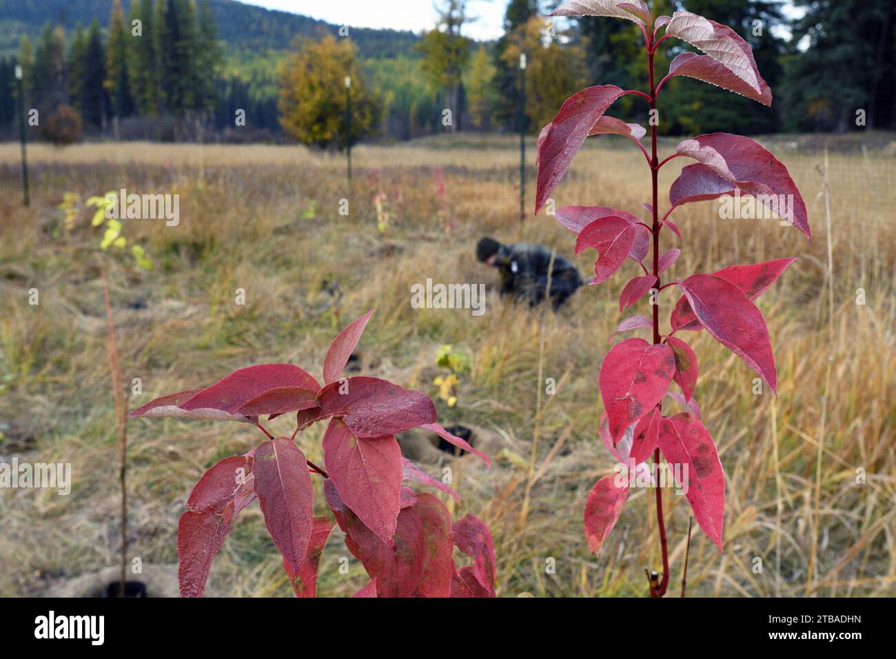 Tree planting by Forestoration at Vital Ground Broadie Habiat Preserve ...