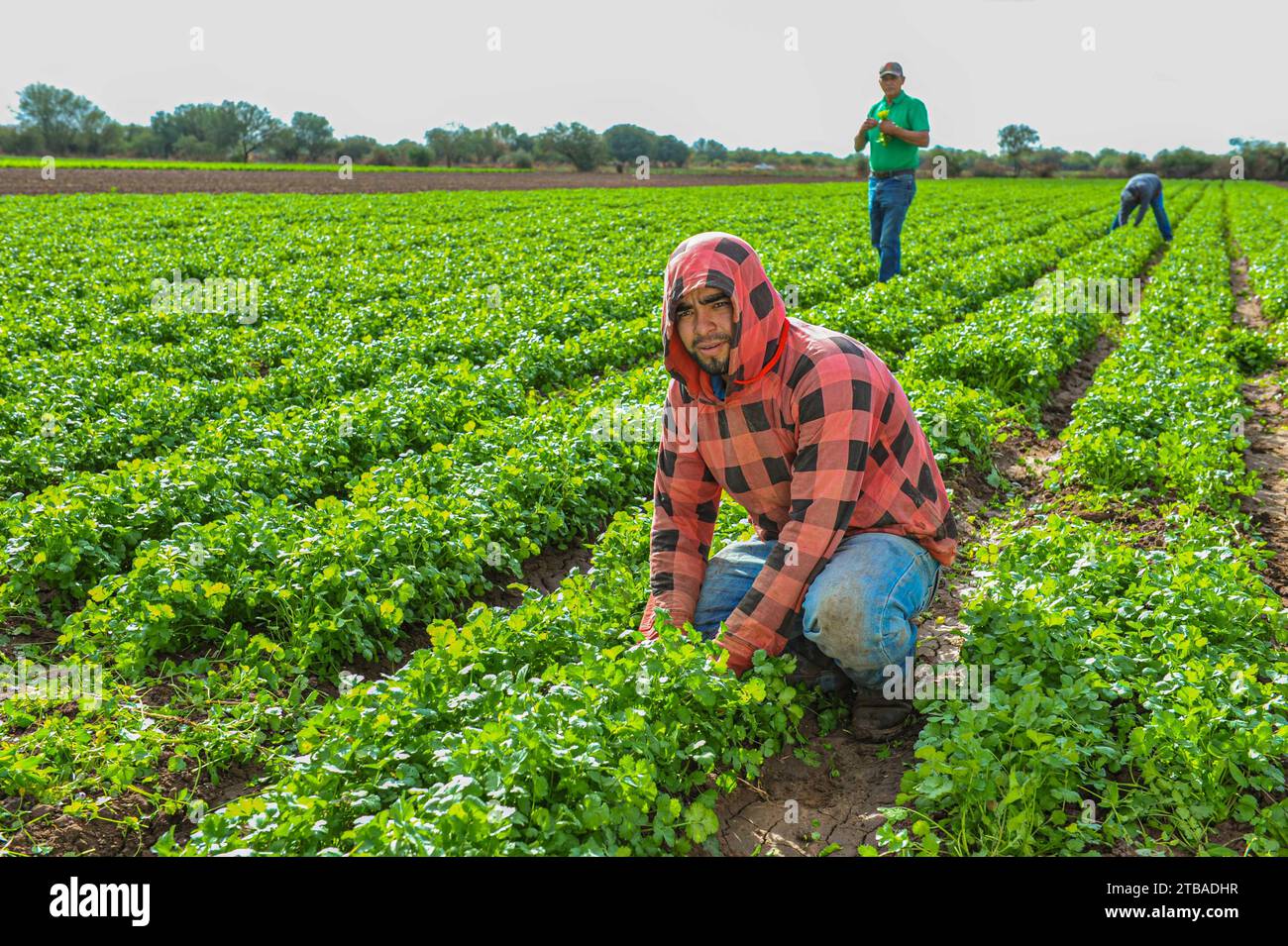 Cultivation and harvest of cilantro. Coriandrum sativum in Sonora(Photo ...