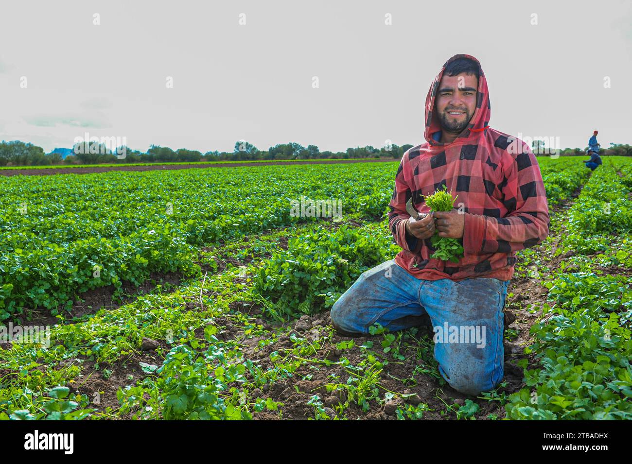 Cultivation and harvest of cilantro. Coriandrum sativum in Sonora(Photo ...
