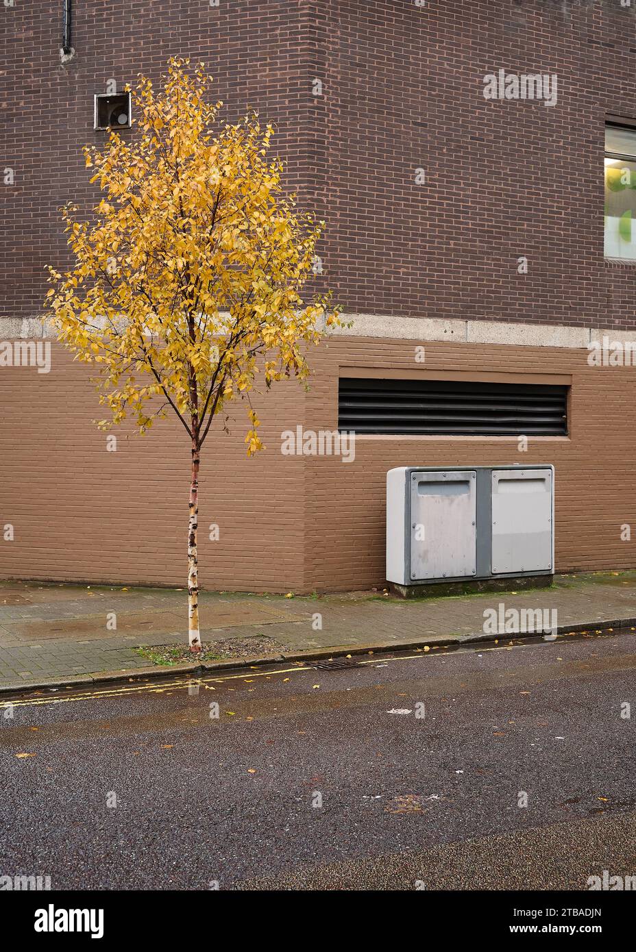 Lone single birch tree with brown leaves on London street in winter in ...