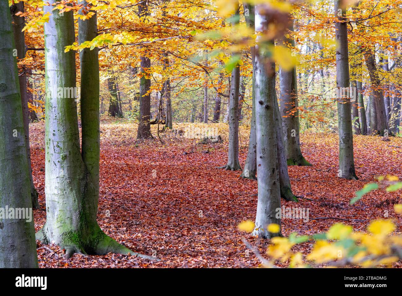 colorful beech forest, colorful forest landscape Stock Photo - Alamy