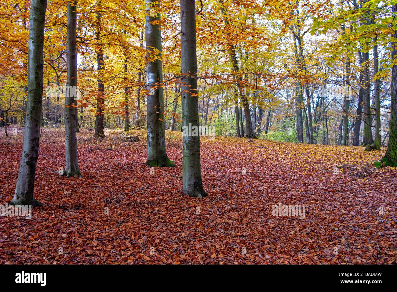 colorful beech forest, colorful forest landscape Stock Photo - Alamy
