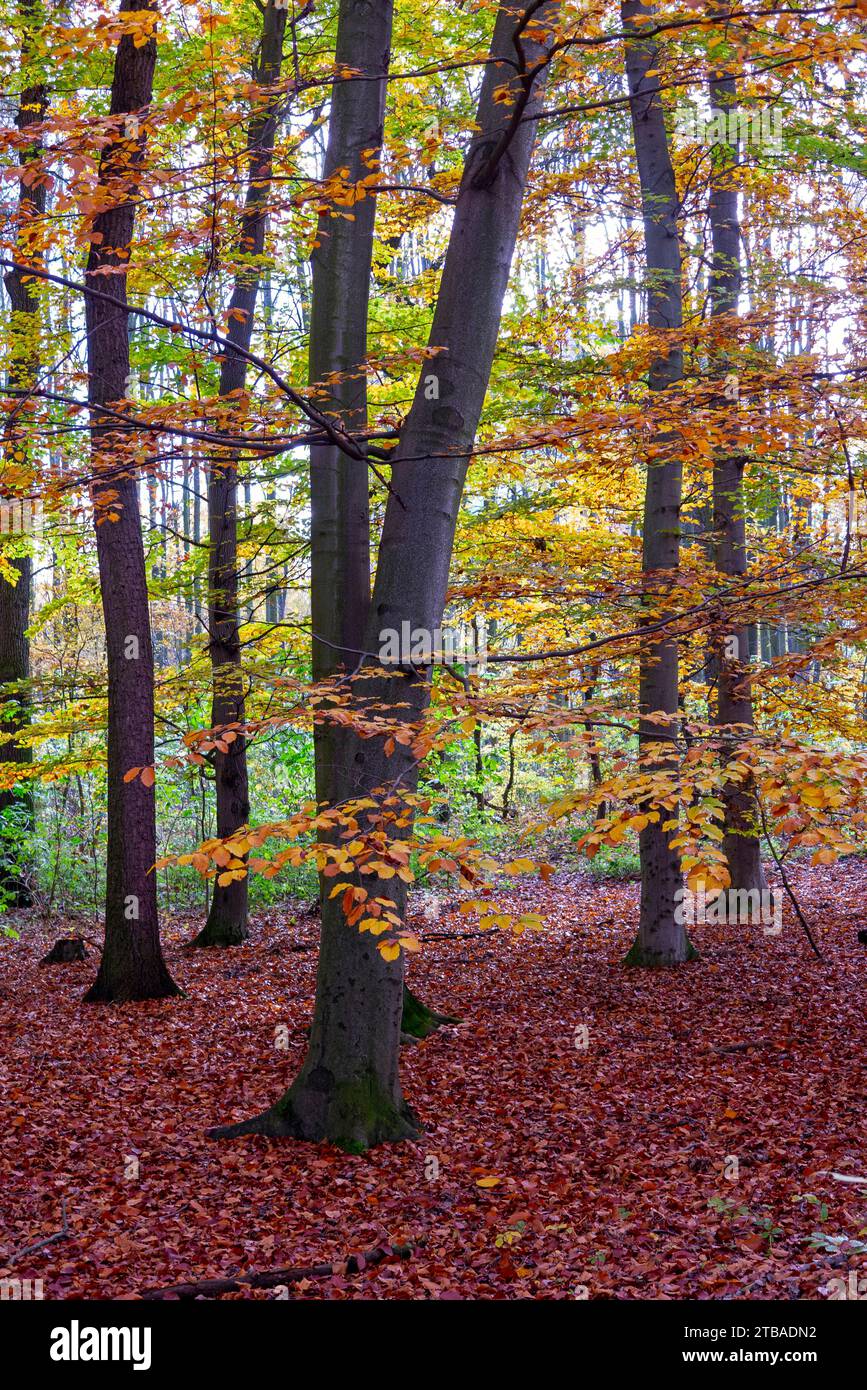 colorful beech forest, colorful forest landscape Stock Photo - Alamy