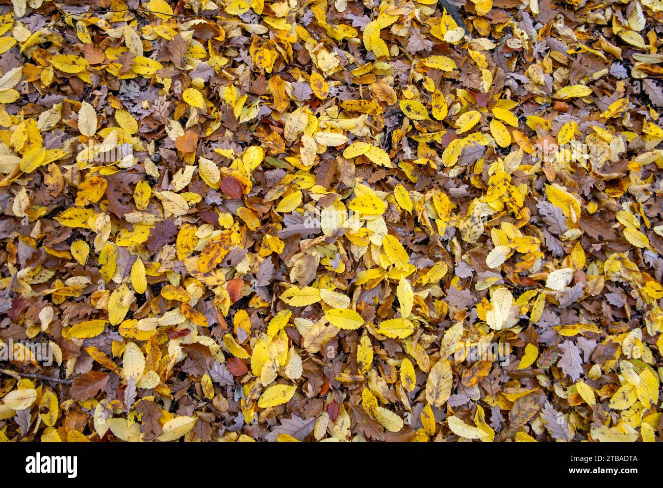 autumn leaves on the ground, background leaves autumn Stock Photo - Alamy