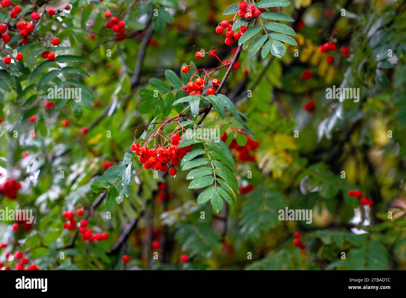 autumn, rowan berry, raindrops on rowan berry leaves, Sorbus aucuparia ...