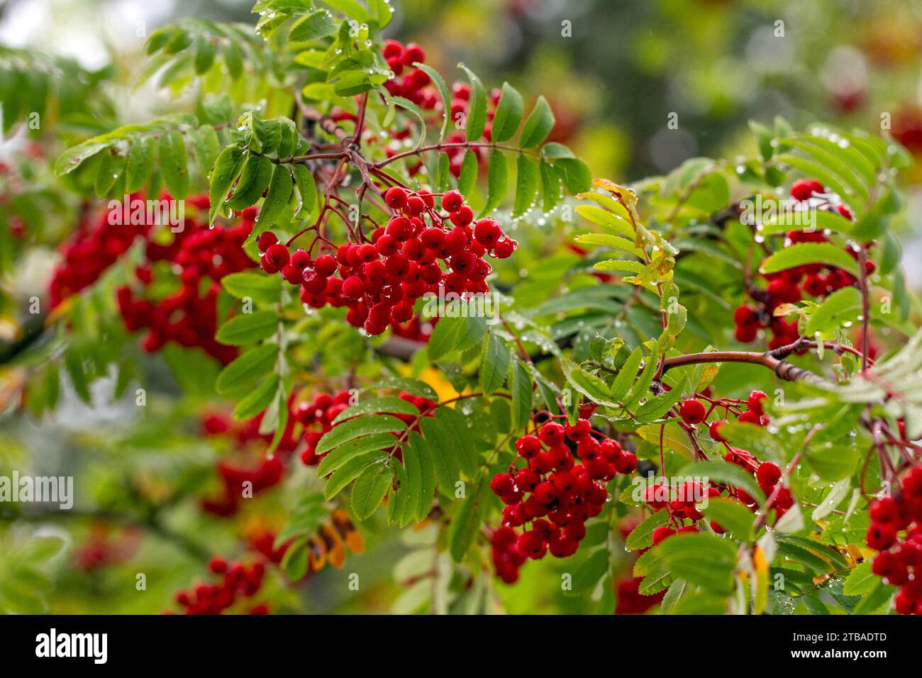 autumn, rowan berry, raindrops on rowan berry leaves, Sorbus aucuparia ...