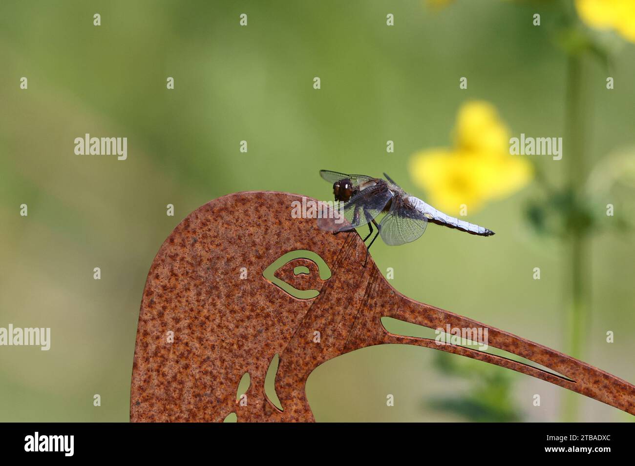 Broad-bodied Chaser, Broadbodied Chaser, Broad bodied chaser (Libellula ...