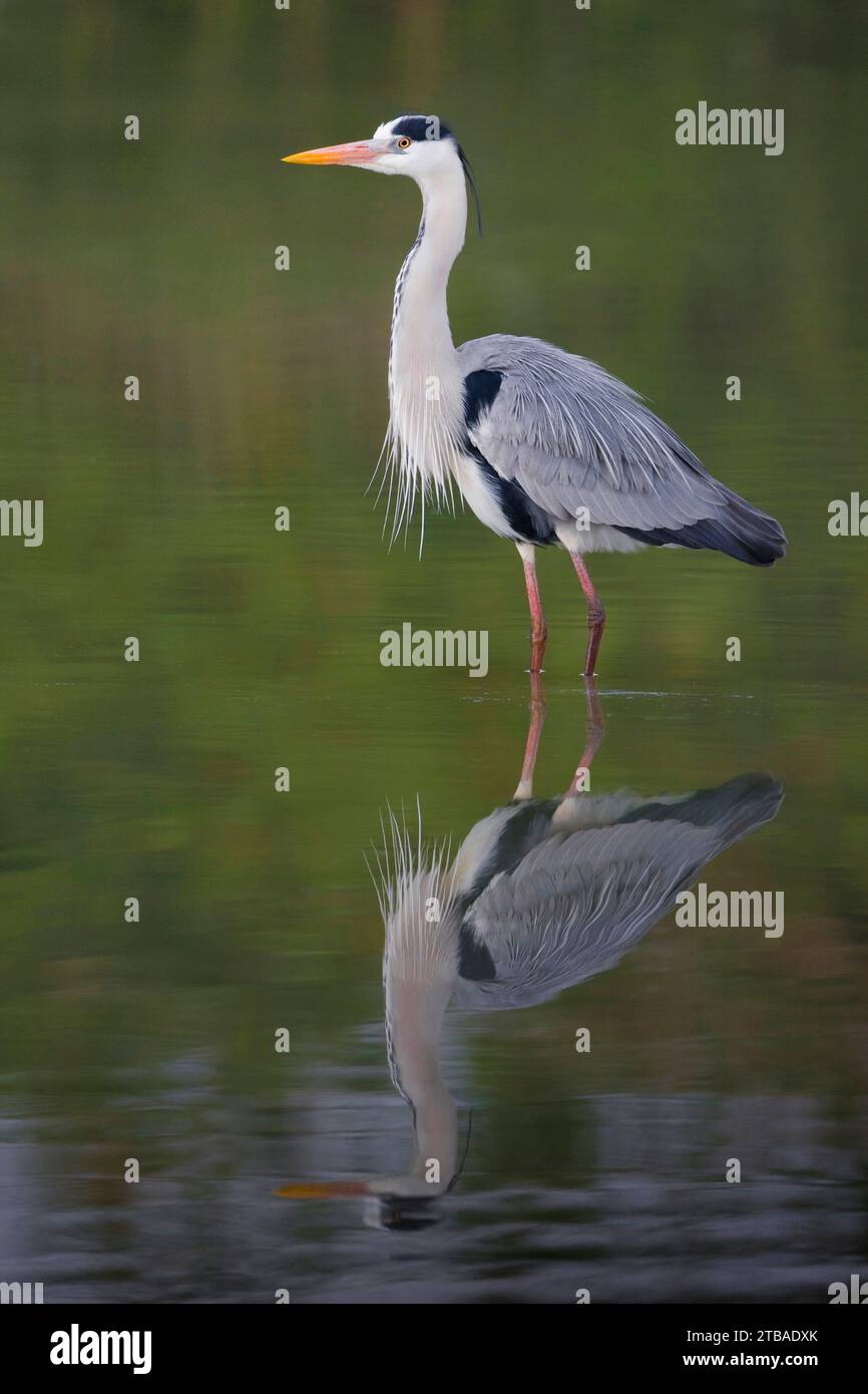 Garza real vertical hi-res stock photography and images - Alamy