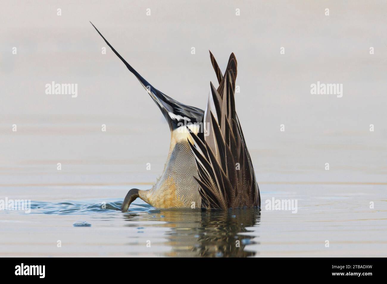 northern pintail, pintail (Anas acuta), dabbling drake, side view ...