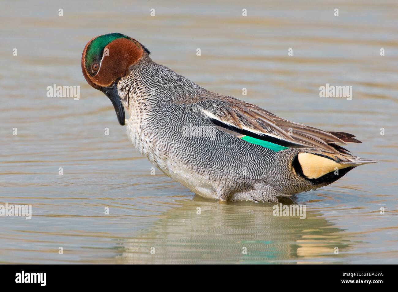 green-winged teal, Eurasian teal, Eurasian green-winged teal, common ...