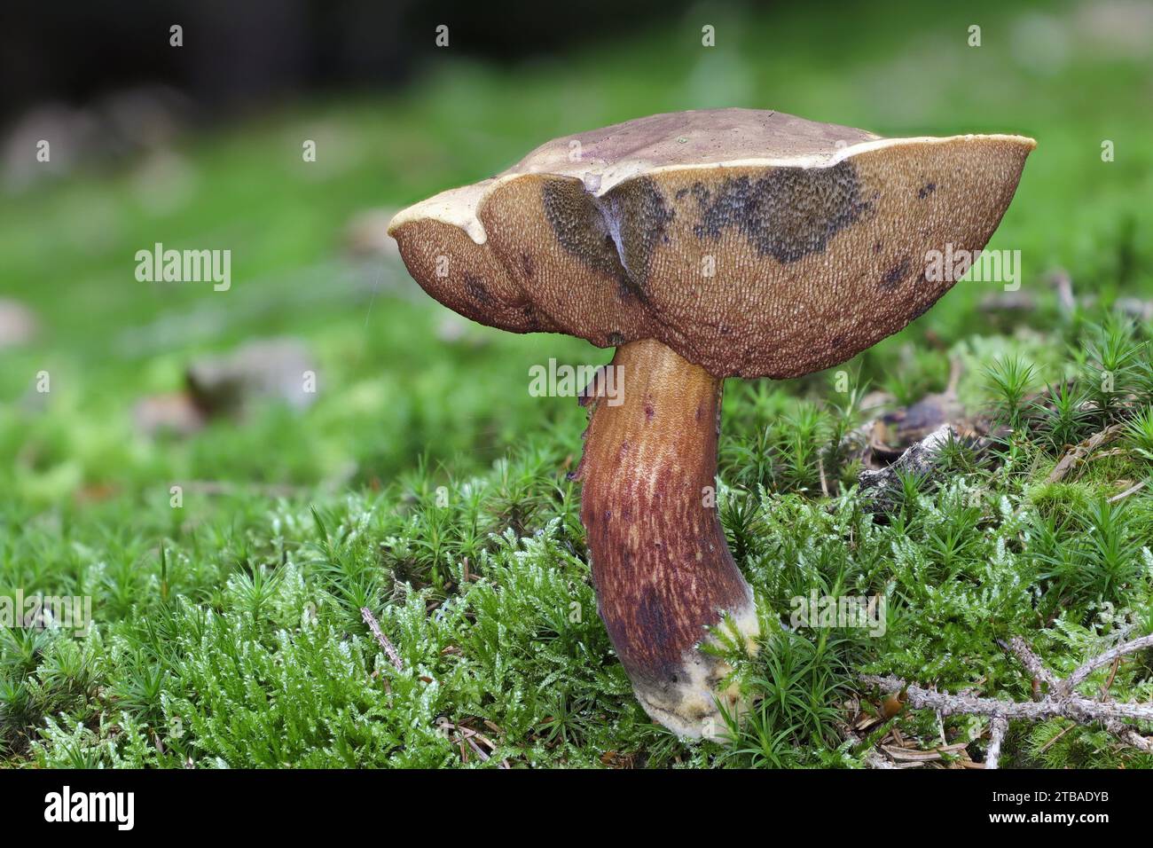 Dotted stem bolete, Dotted-stem bolete, Scarletina bolete (Neoboletus ...