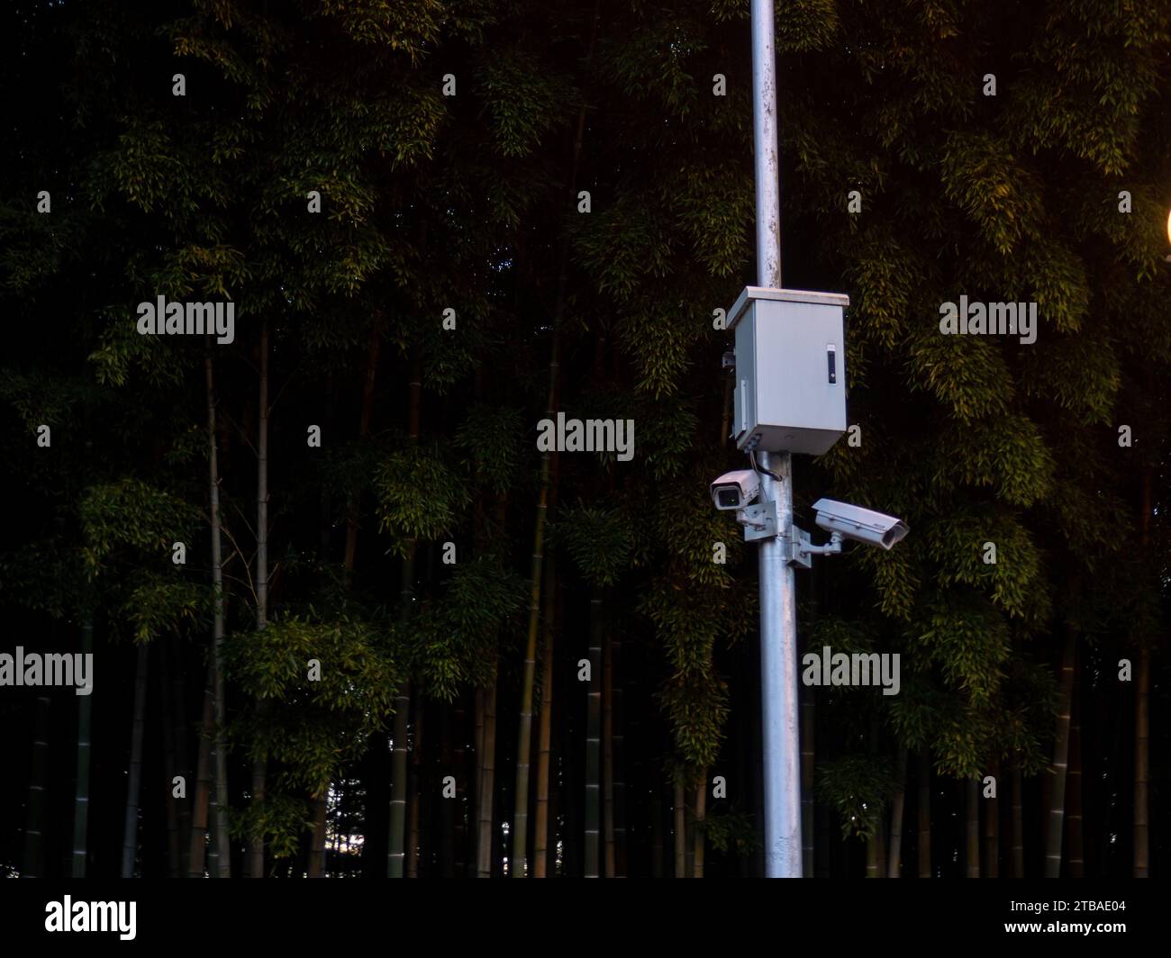 Surveillance cameras in the park. Tracking system on a bamboo ...