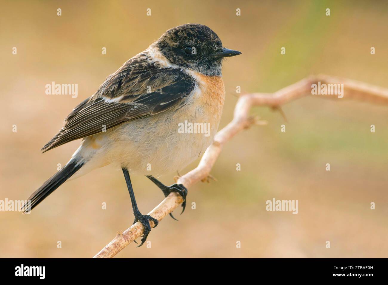 Siberian stonechat hi-res stock photography and images - Alamy
