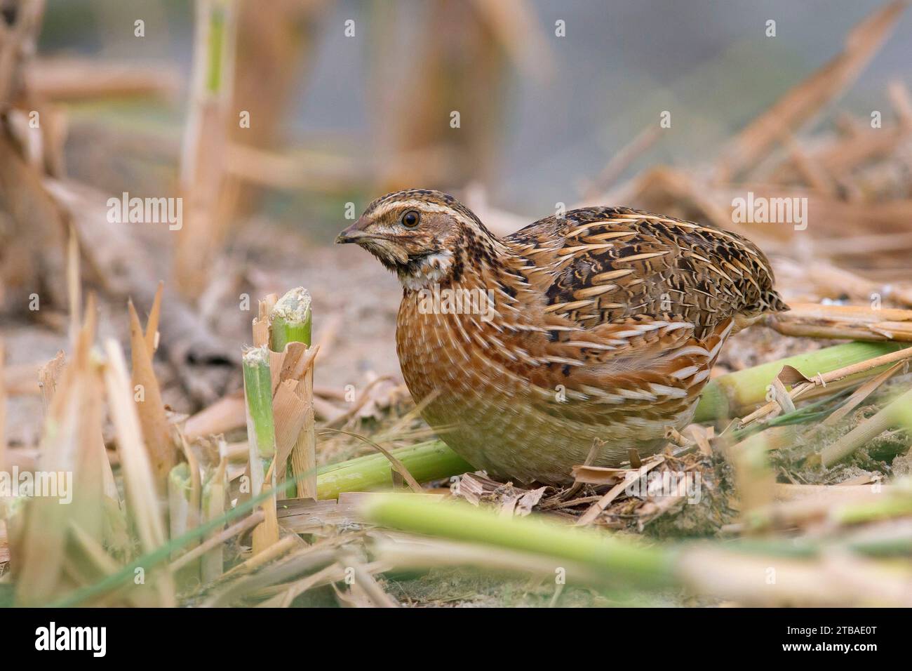 common quail (Coturnix coturnix), foraging on a stubble field, side ...