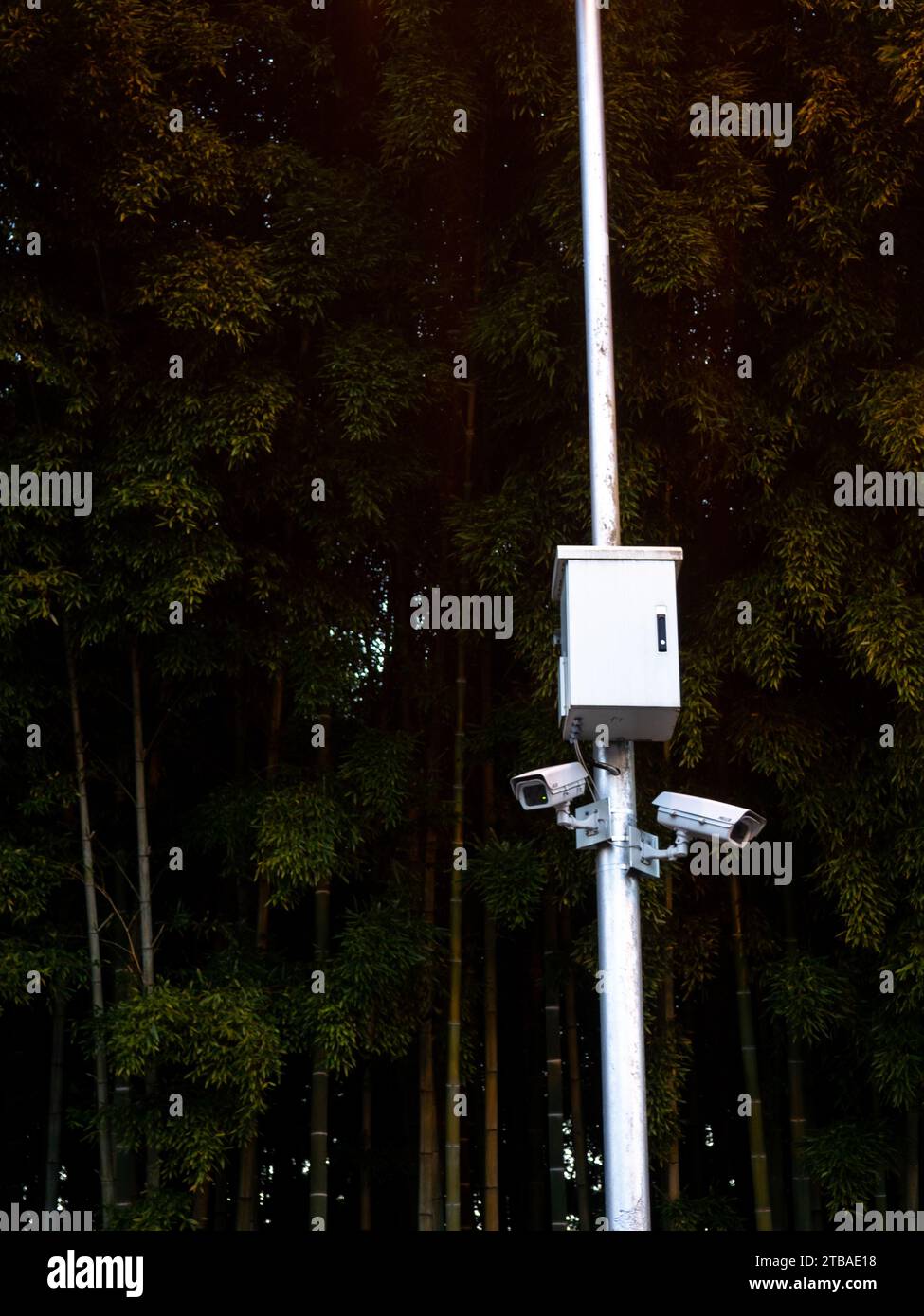 Surveillance cameras in the park. Tracking system on a bamboo ...