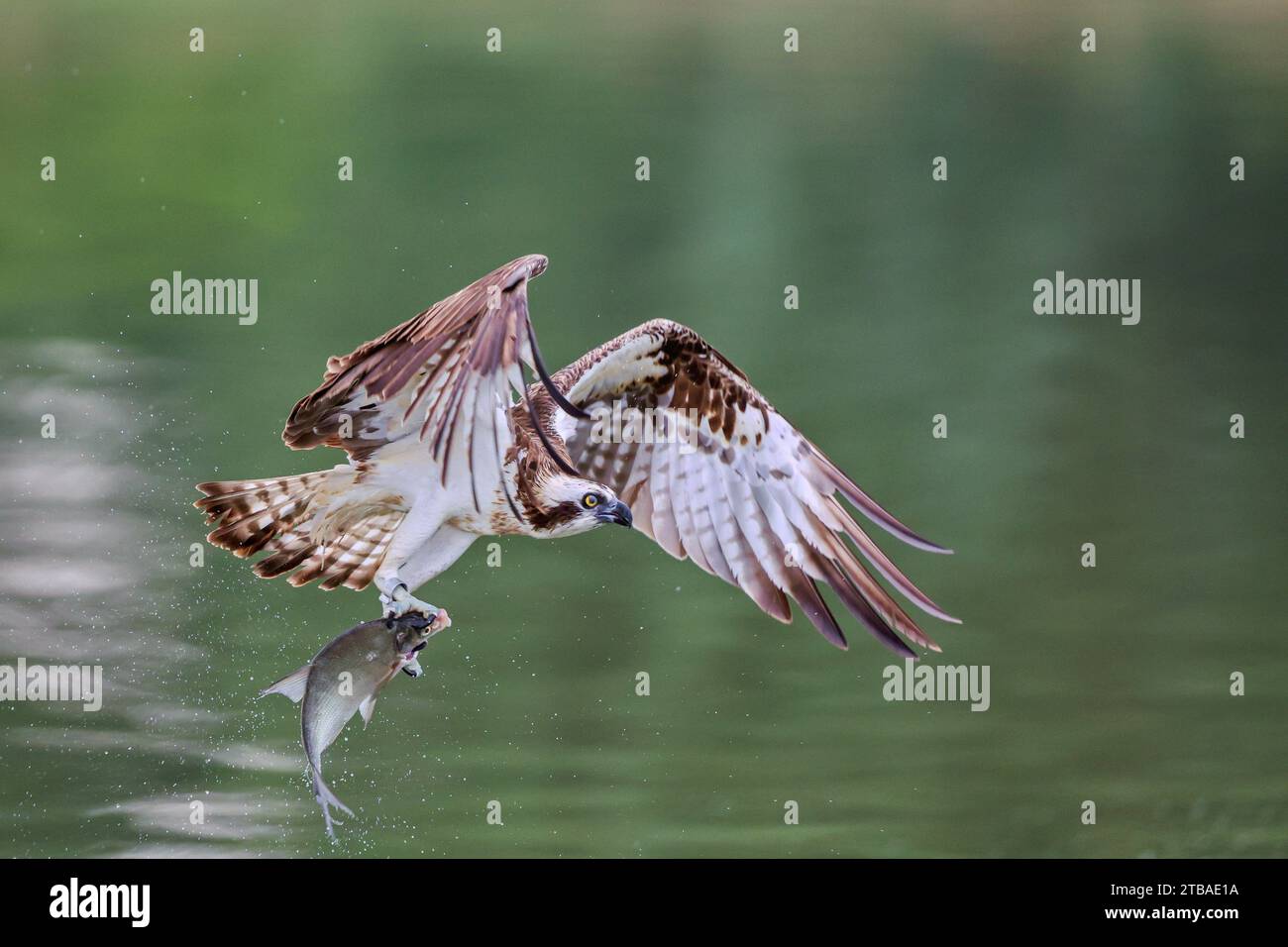 osprey, fish hawk (Pandion haliaetus), catching a fish in flight, side ...