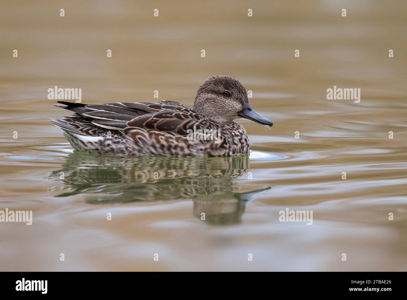 green-winged teal, Eurasian teal, common teal, Eurasian green-winged ...