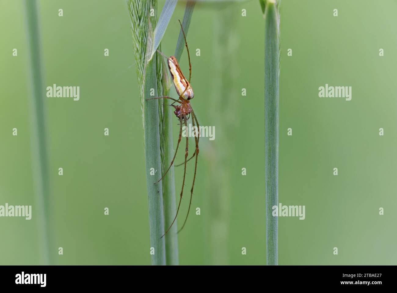 long-jawed spider (Tetragnatha extensa), female with prey, Germany ...