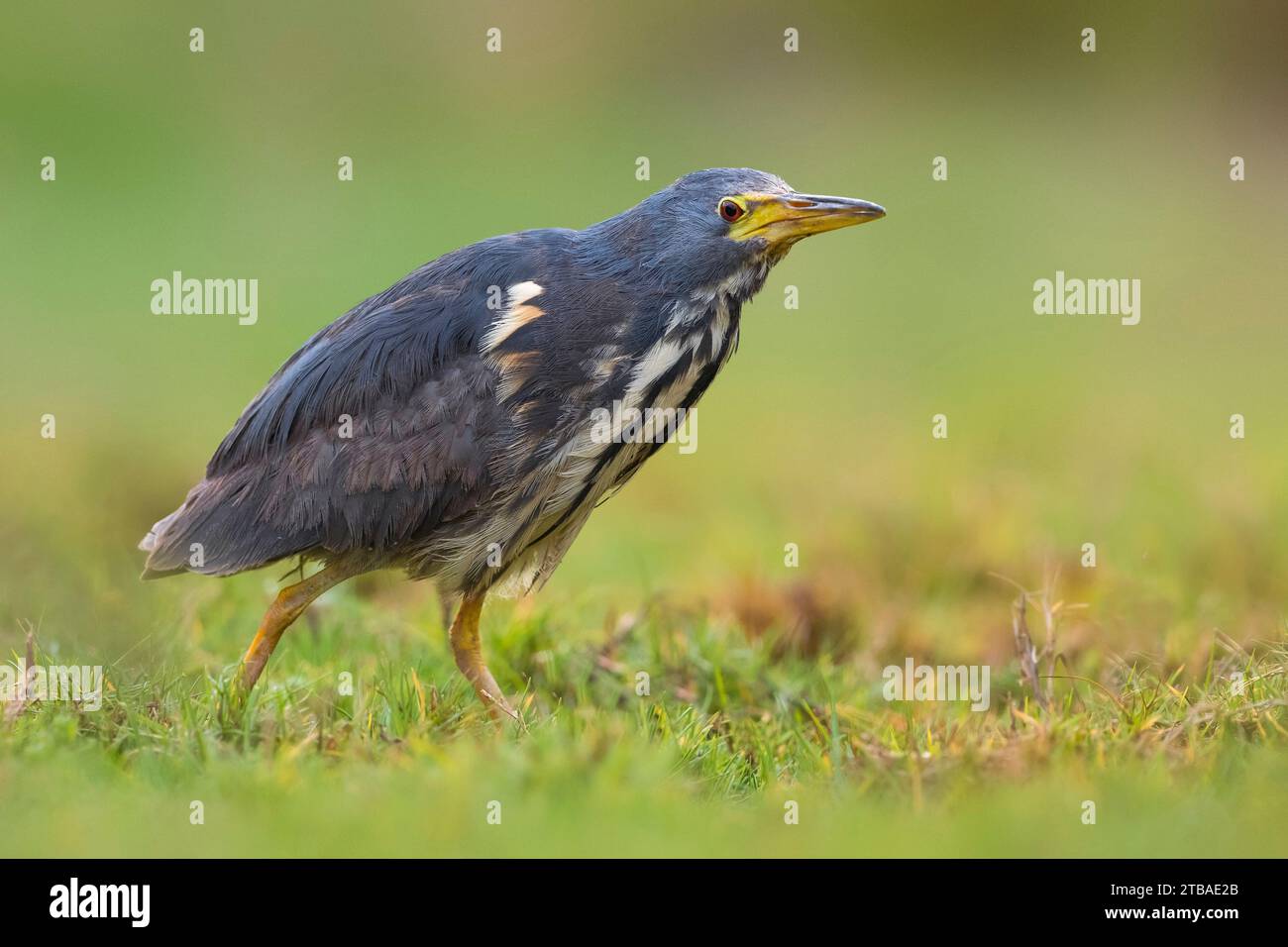 dwarf bittern (Ixobrychus sturmii), walking in a meadow, side view ...