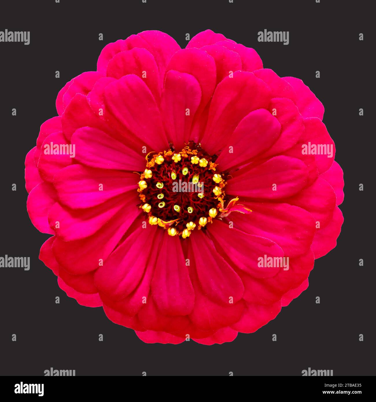 Zinnia, Youth-and-old-age, Common Zinnia (Zinnia elegans), red violet flower against black ...
