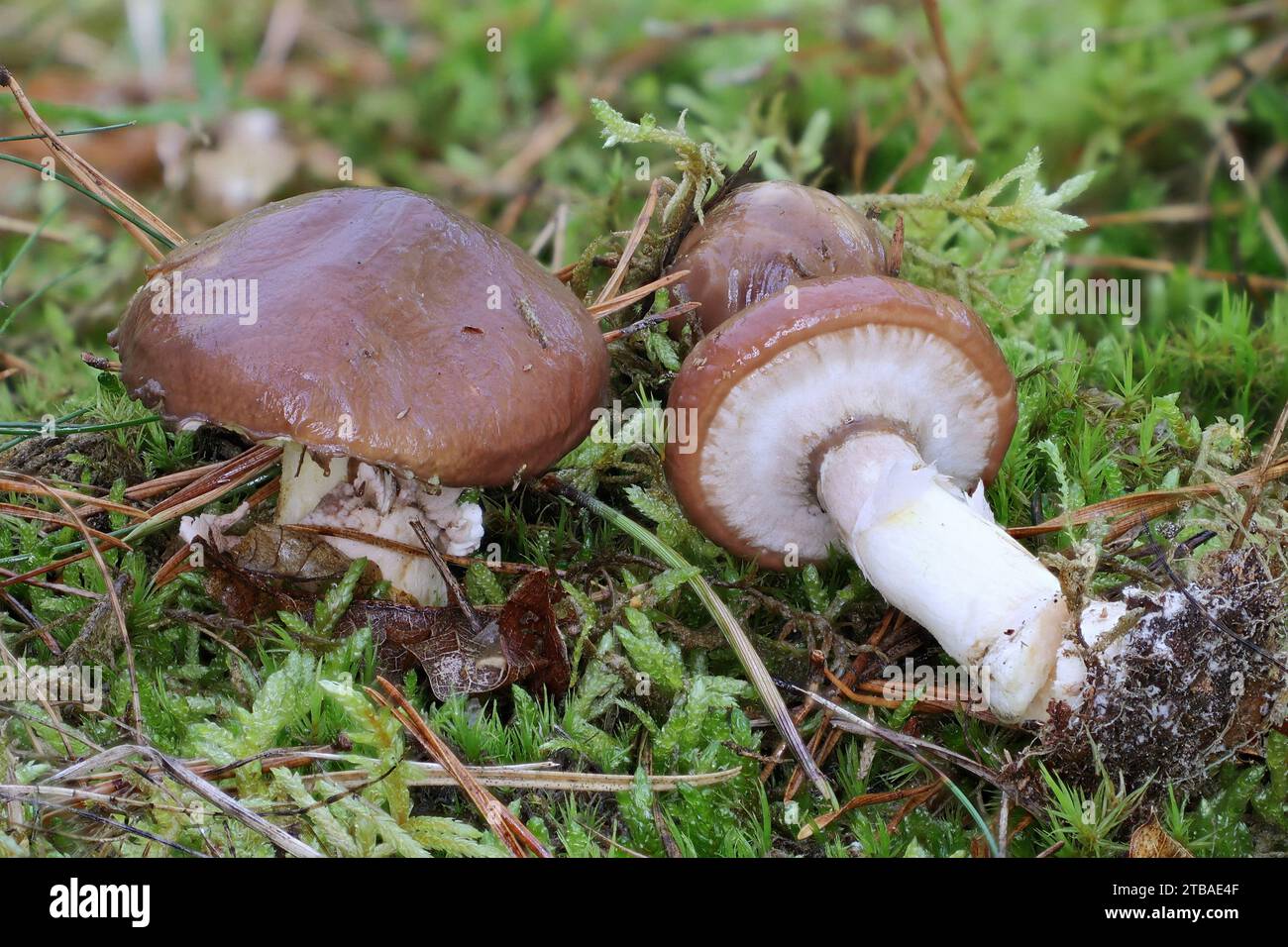 slippery jack (Suillus luteus), fruiting bodies on forest ground ...