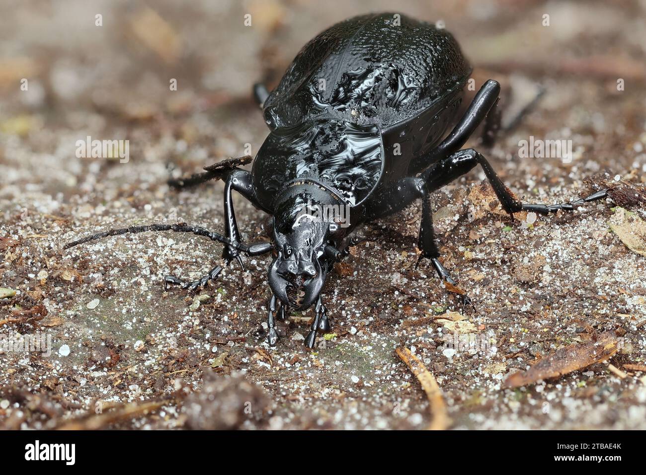 leatherback ground beetle (Carabus coriaceus), imago, front view ...