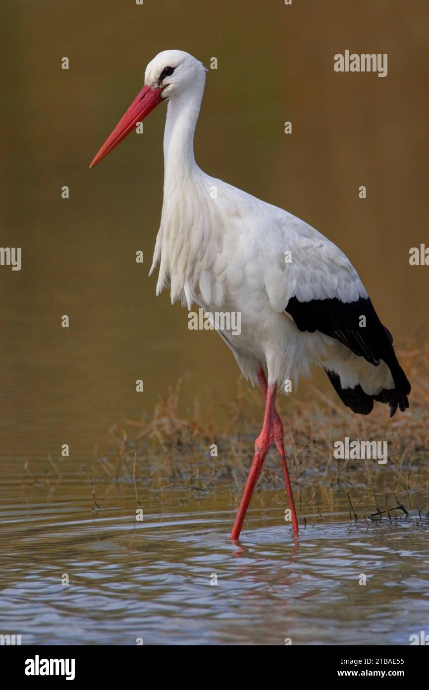 white stork (Ciconia ciconia), walking through shallow water, side view ...