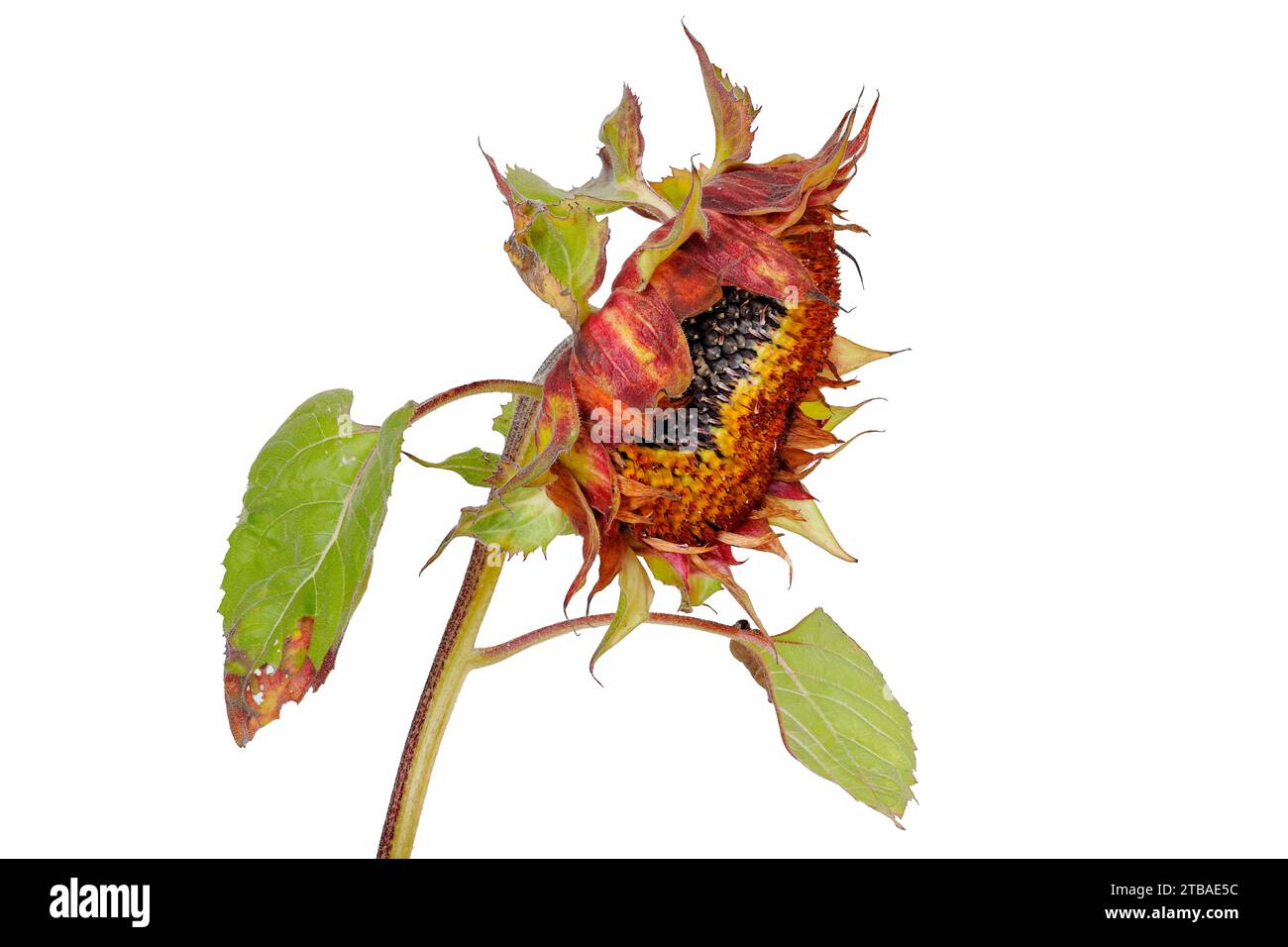 common sunflower (Helianthus annuus), withered, with immature seeds ...