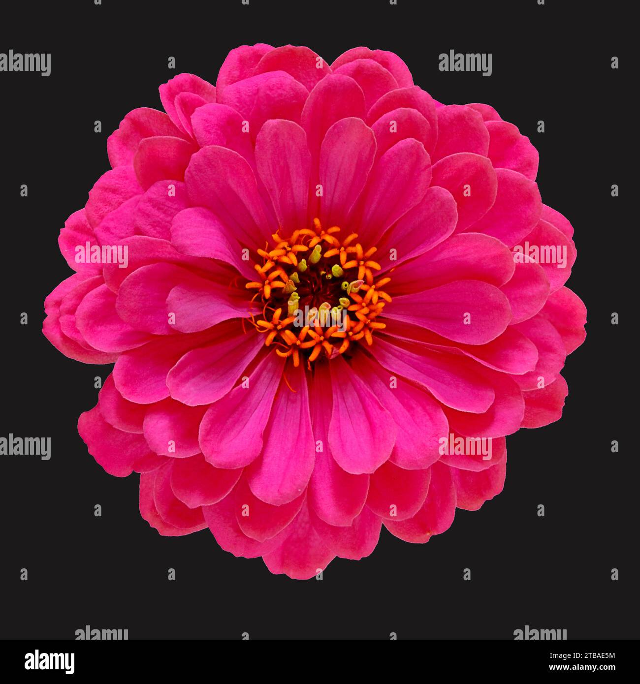 Zinnia, Youth-and-old-age, Common Zinnia (Zinnia elegans), flower ...