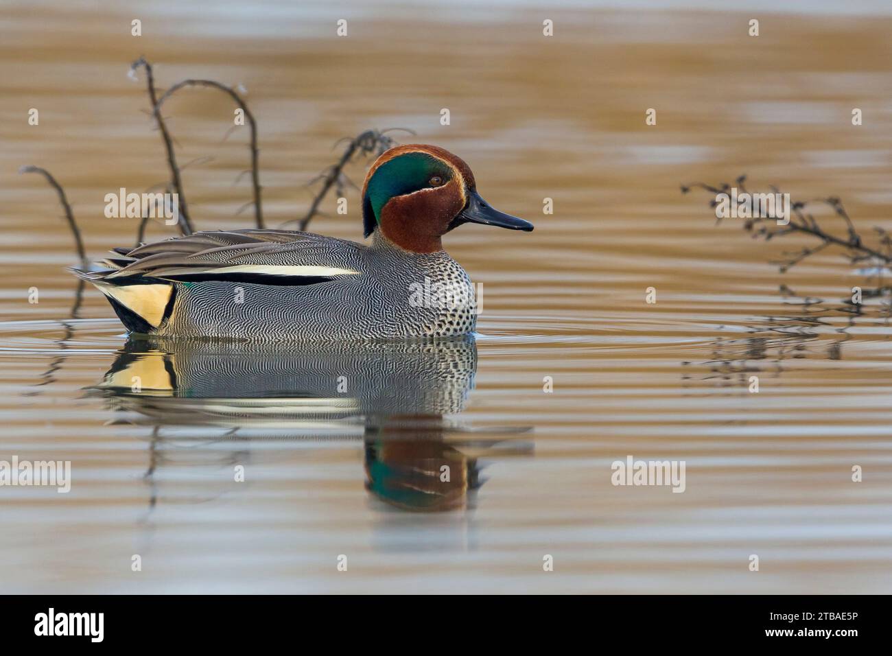 green-winged teal (Anas crecca), swimming drake, side view, Italy ...