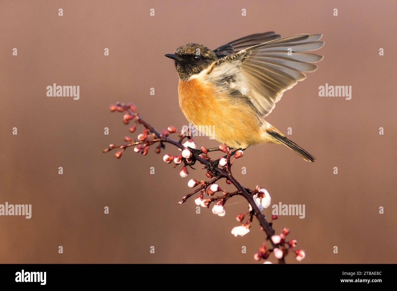 common stonechat, European stonechat (Saxicola rubicola, Saxicola ...