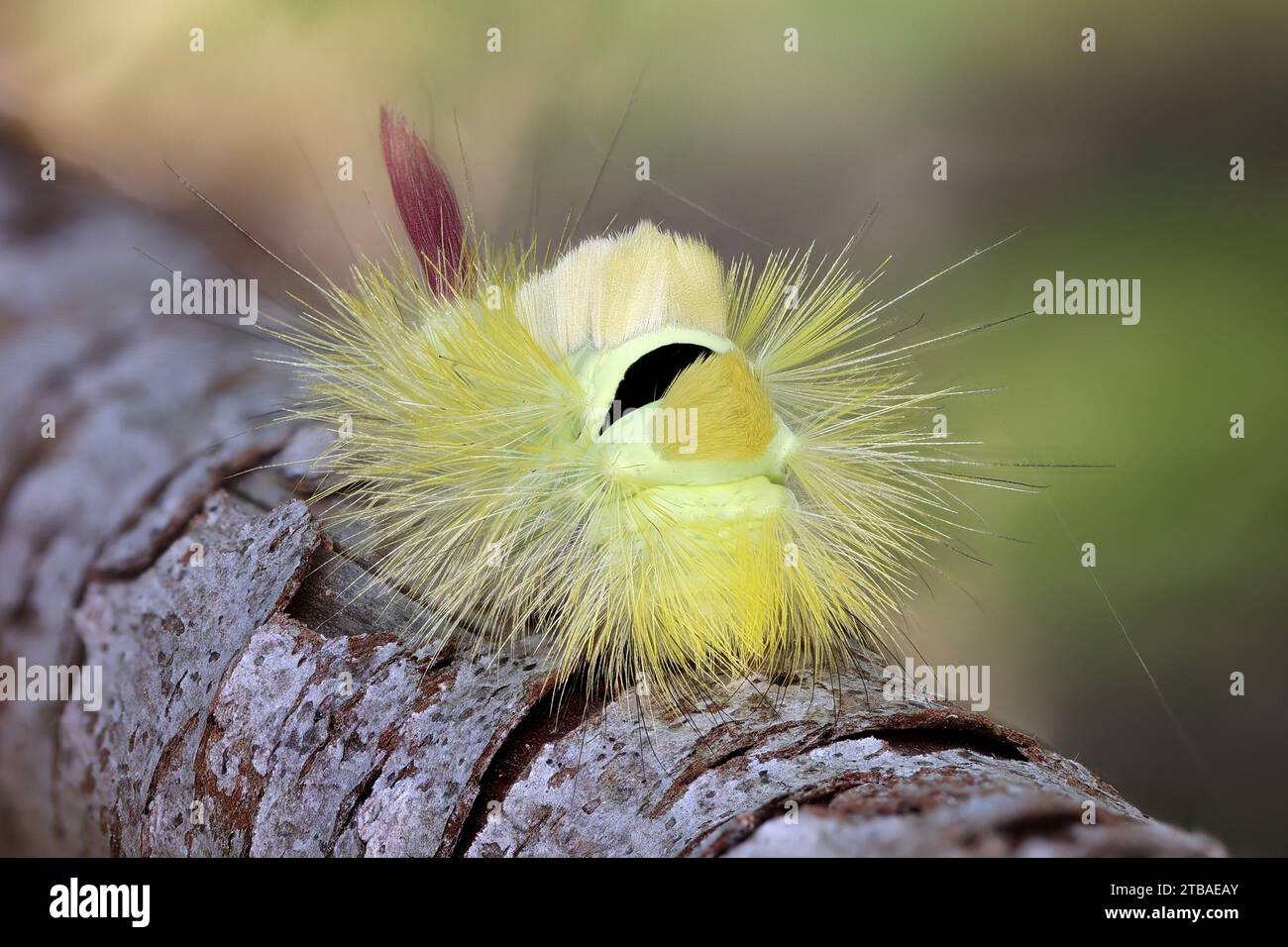 Pale tussock, Red-tail moth (Dasychira pudibunda, Olene pudibunda ...