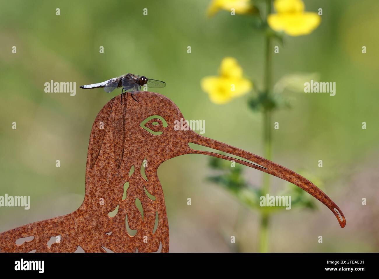 Broad-bodied Chaser, Broadbodied Chaser, Broad bodied chaser (Libellula ...