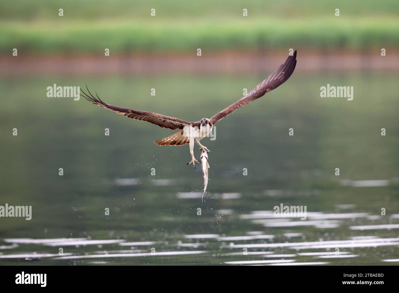 osprey, fish hawk (Pandion haliaetus), catching a fish in flight ...