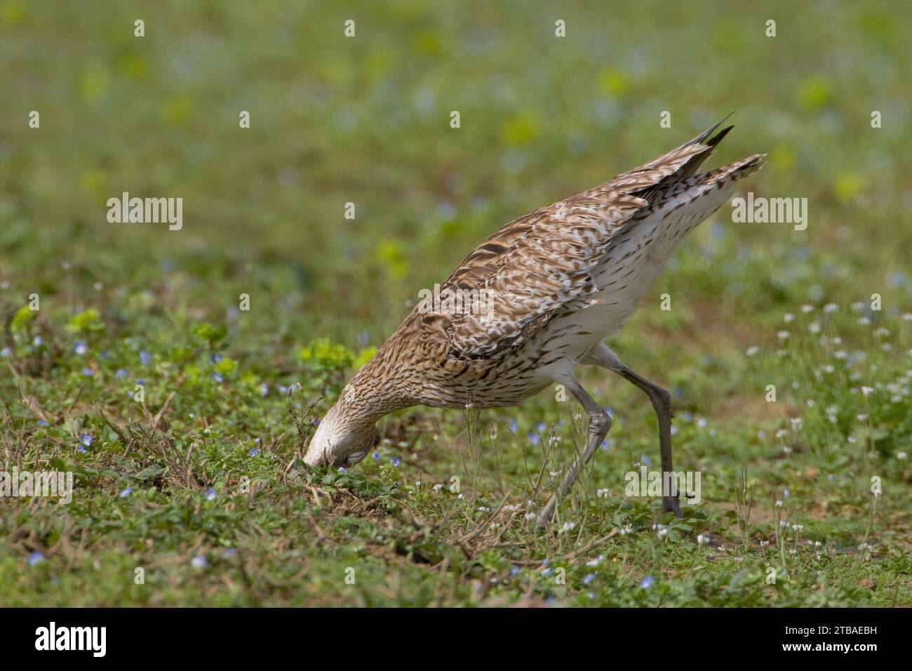 western curlew, common curlew, Eurasian curlew (Numenius arquata ...