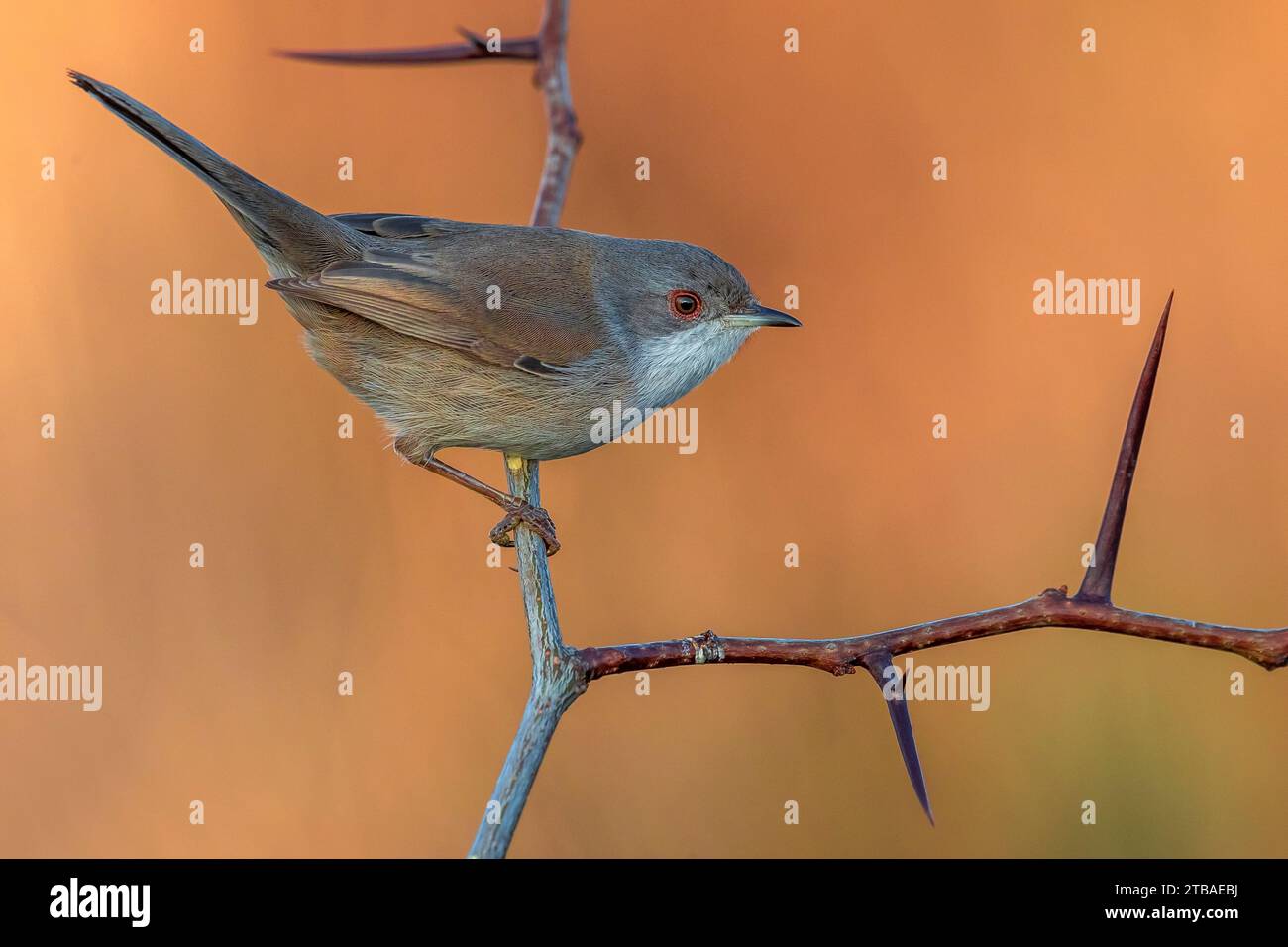 sardinian warbler (Sylvia melanocephala), female perching on a spiny ...