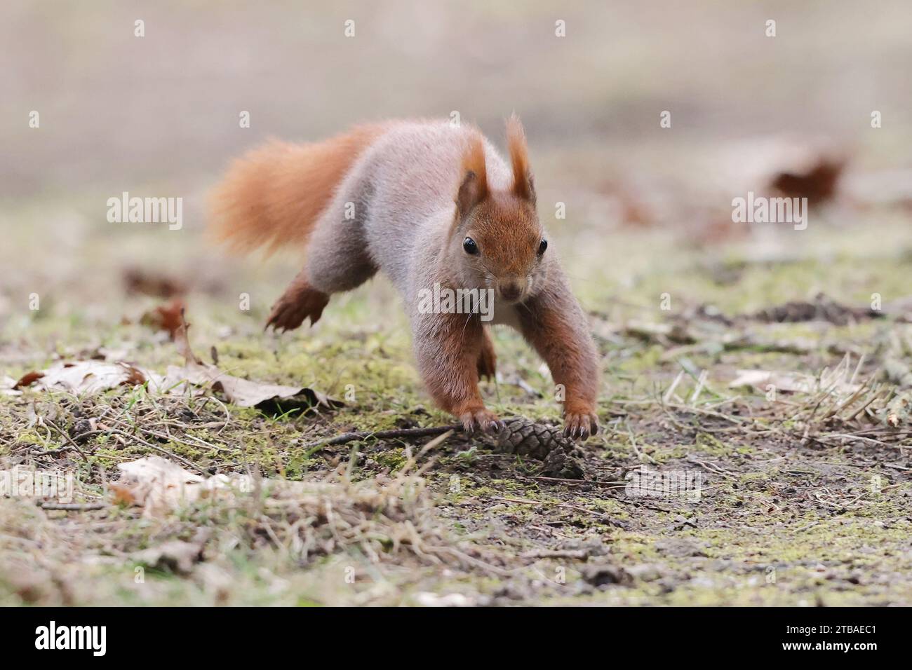 European red squirrel, Eurasian red squirrel (Sciurus vulgaris ...