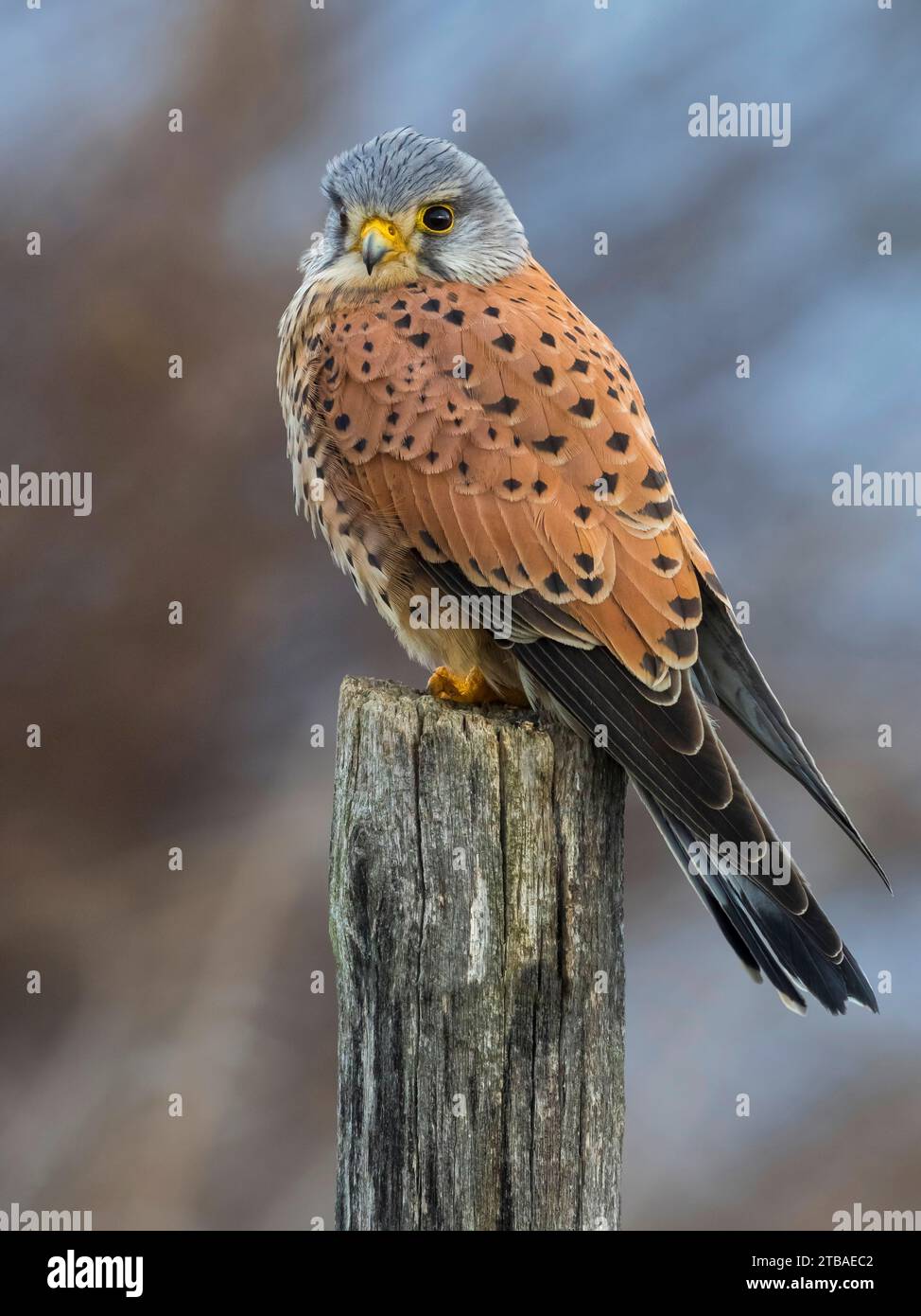 Male and female kestrel hi-res stock photography and images - Alamy