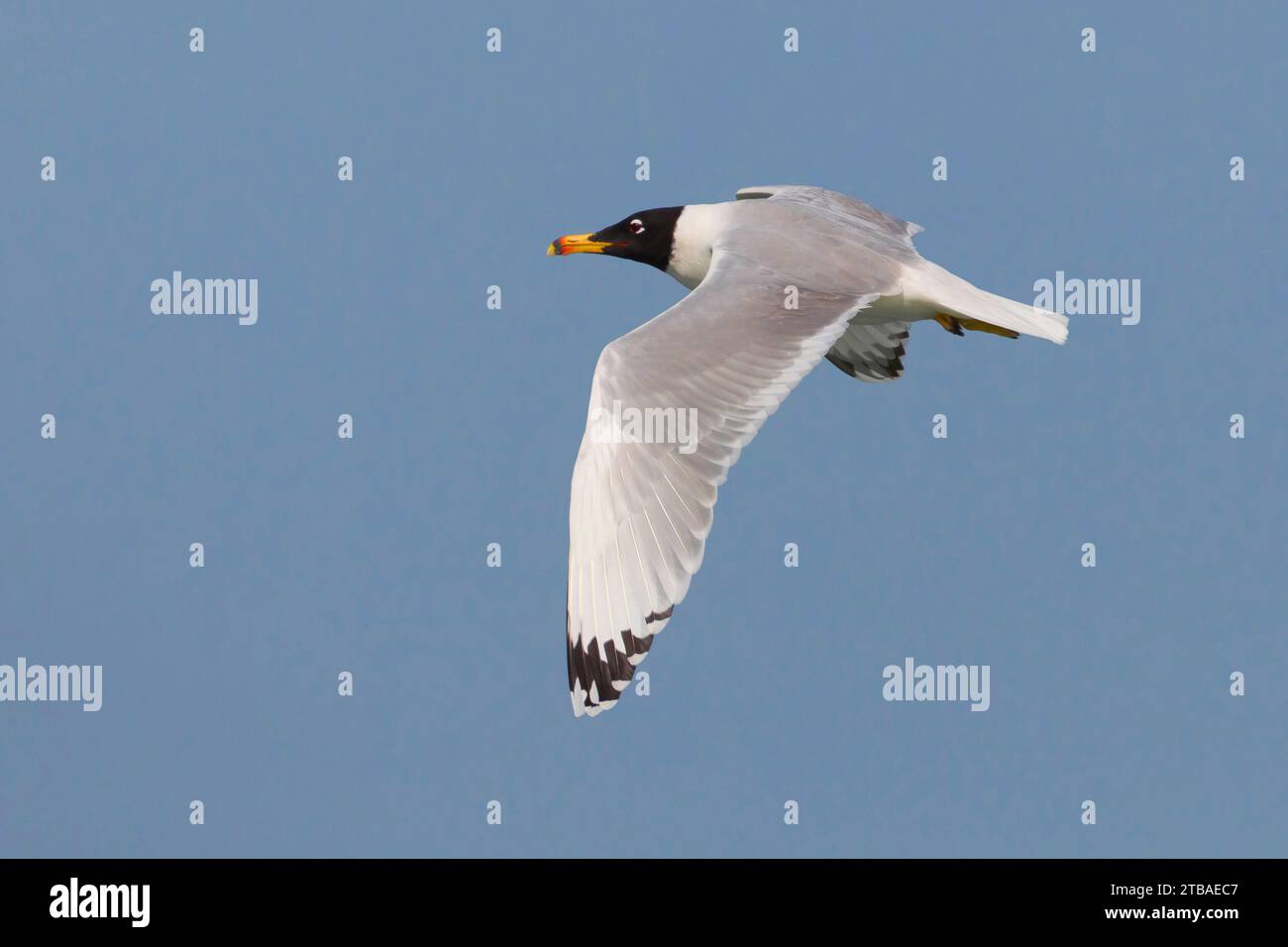great black-headed gull, Pallas's gull (Larus ichthyaetus, Ichthyaetus ...