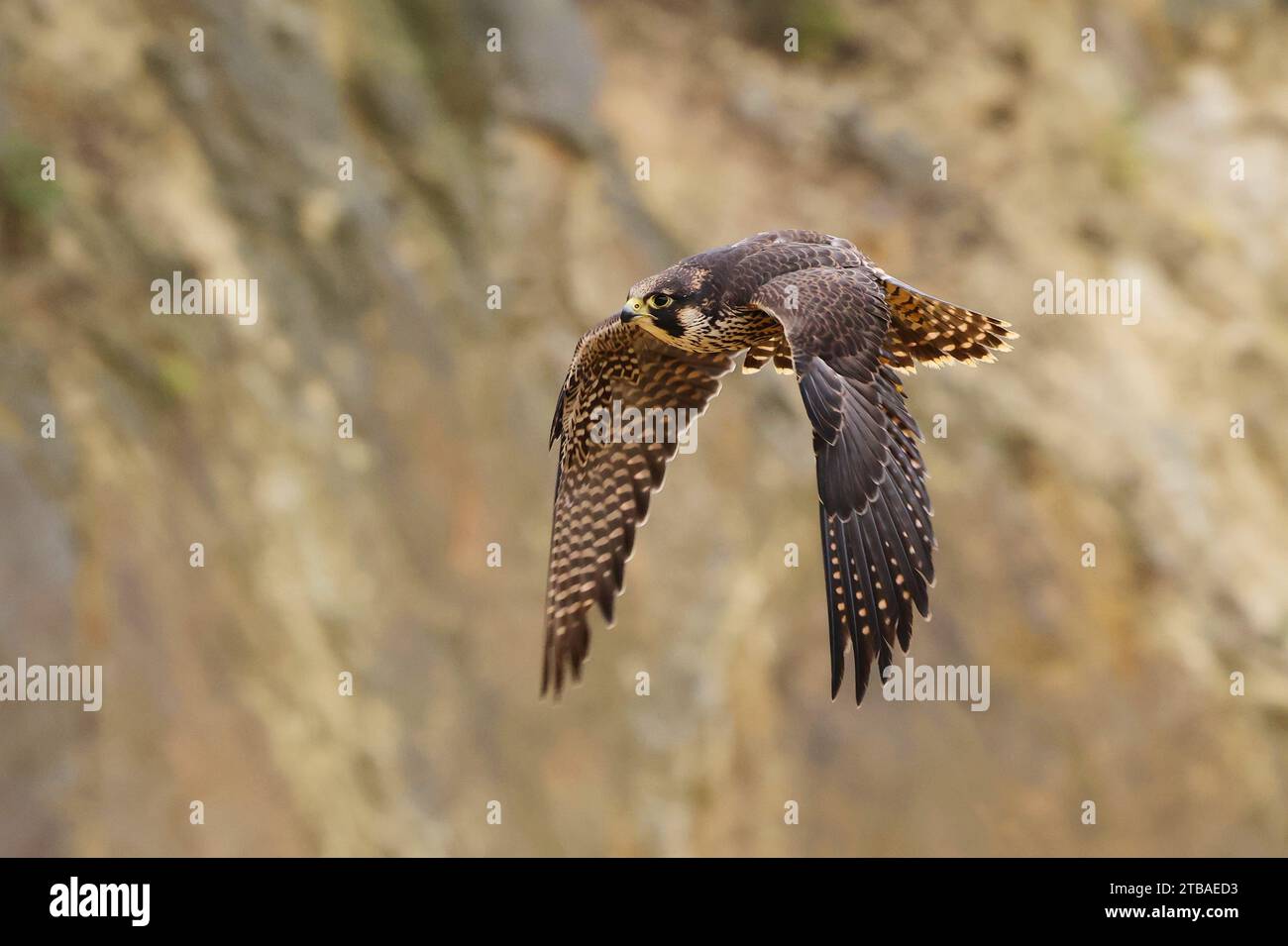 peregrine falcon (Falco peregrinus), in flight in a quarry, Czech ...