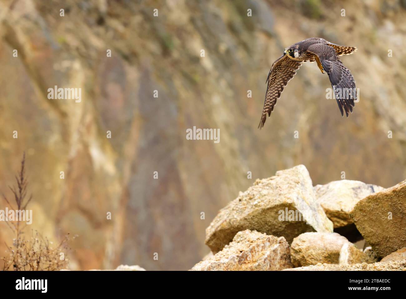 peregrine falcon (Falco peregrinus), in flight in a quarry, Czech ...