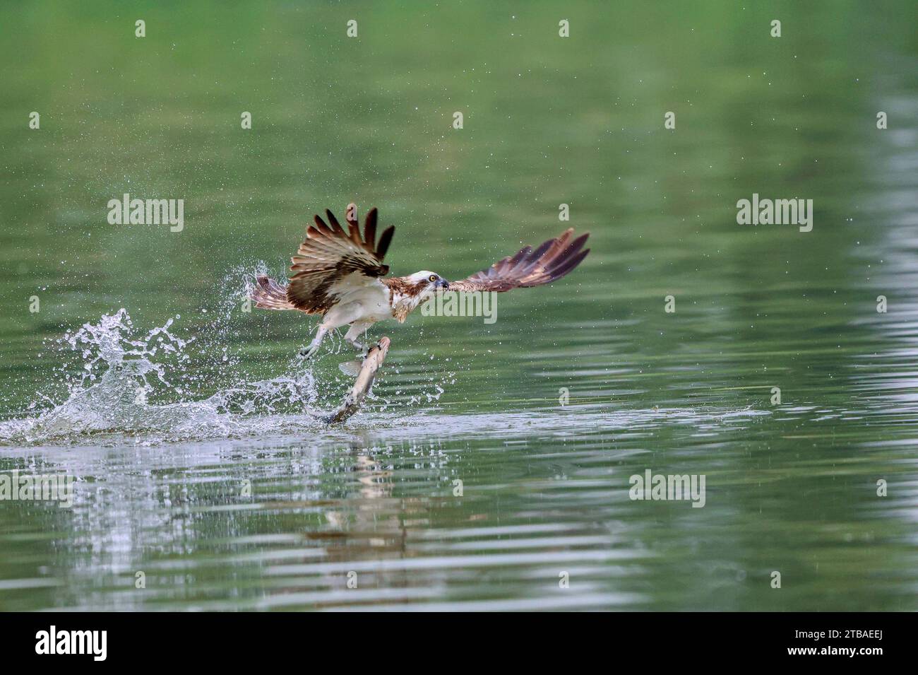 osprey, fish hawk (Pandion haliaetus), catching a fish in flight, side ...