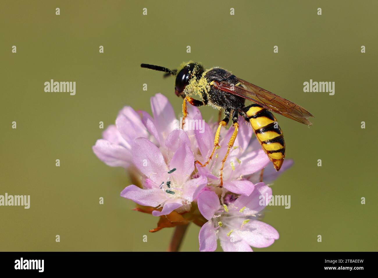 Bee killers hi-res stock photography and images - Alamy